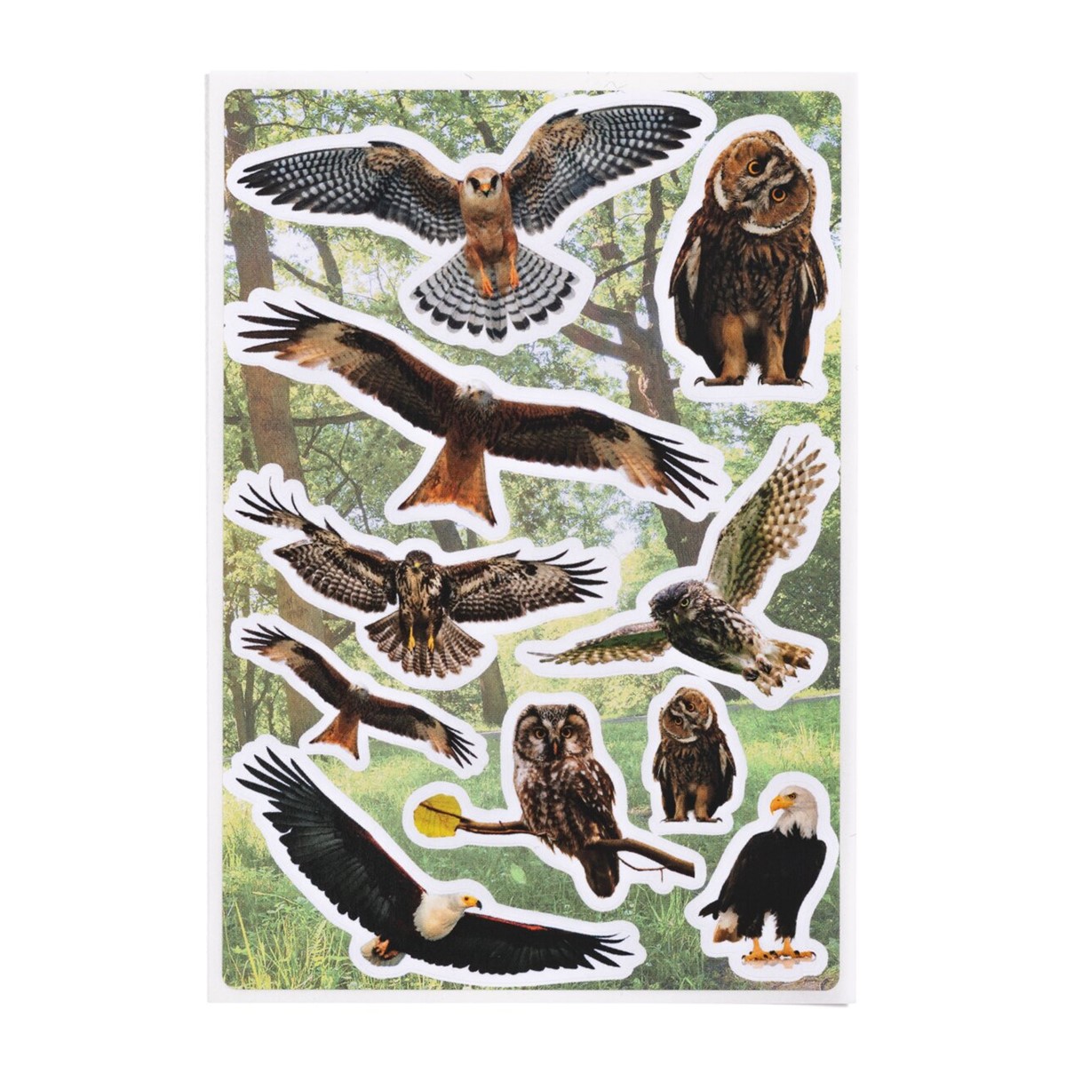 HERMA 15685 - Decor Sticker Greifvögel