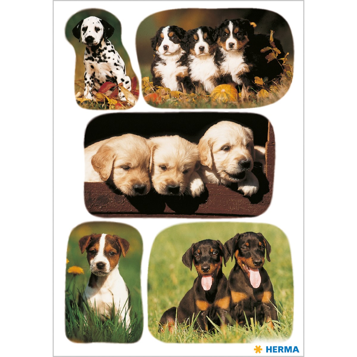 HERMA 3528 - Decor Sticker, Hundewelpenfotos